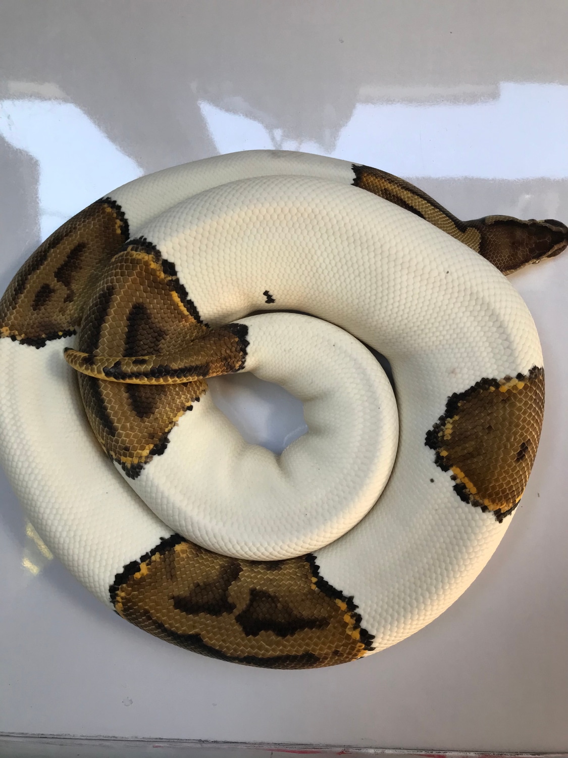 Black Pastel Pied Ball Python by Eternal Ball Pythons - MorphMarket