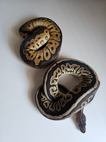 2 Snake Combo, Orange Dream YB Clown & Cinnamon Cypress Het G Stripe ...