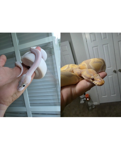 2 Snake Combo, Ivory And A Candino Ball Python by Jessie's Pythons