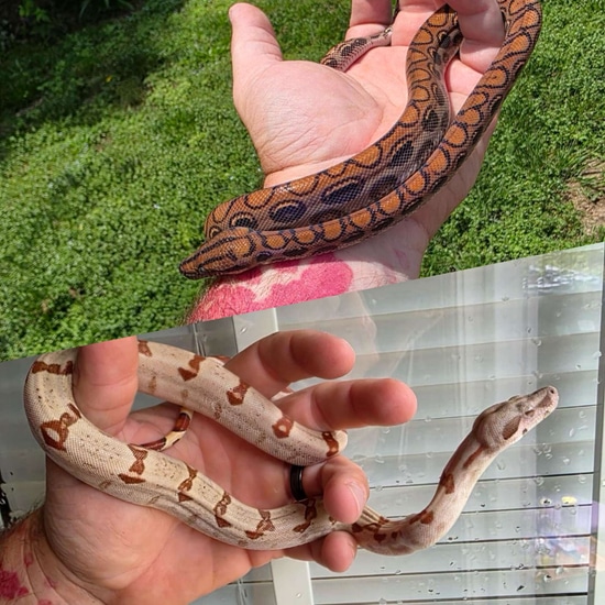 Hypo Het Vpi And Brazilian Rainbow Boa Boa Constrictor by Jessie's Pythons
