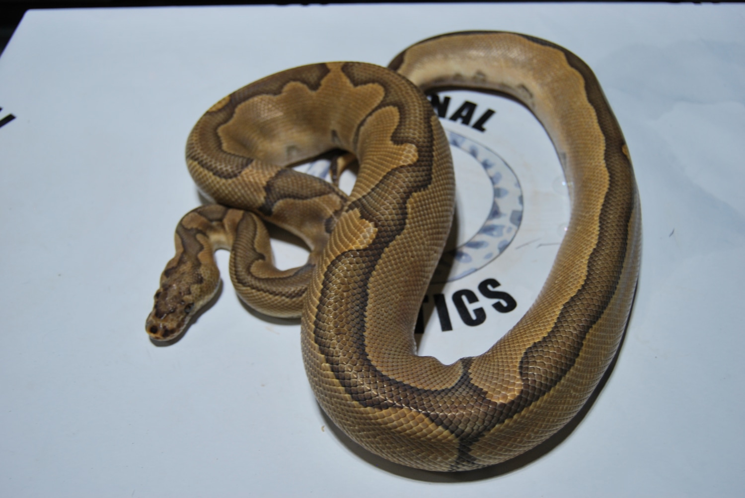 Enchi Blade Clown Ball Python by Eternal Exotics - MorphMarket