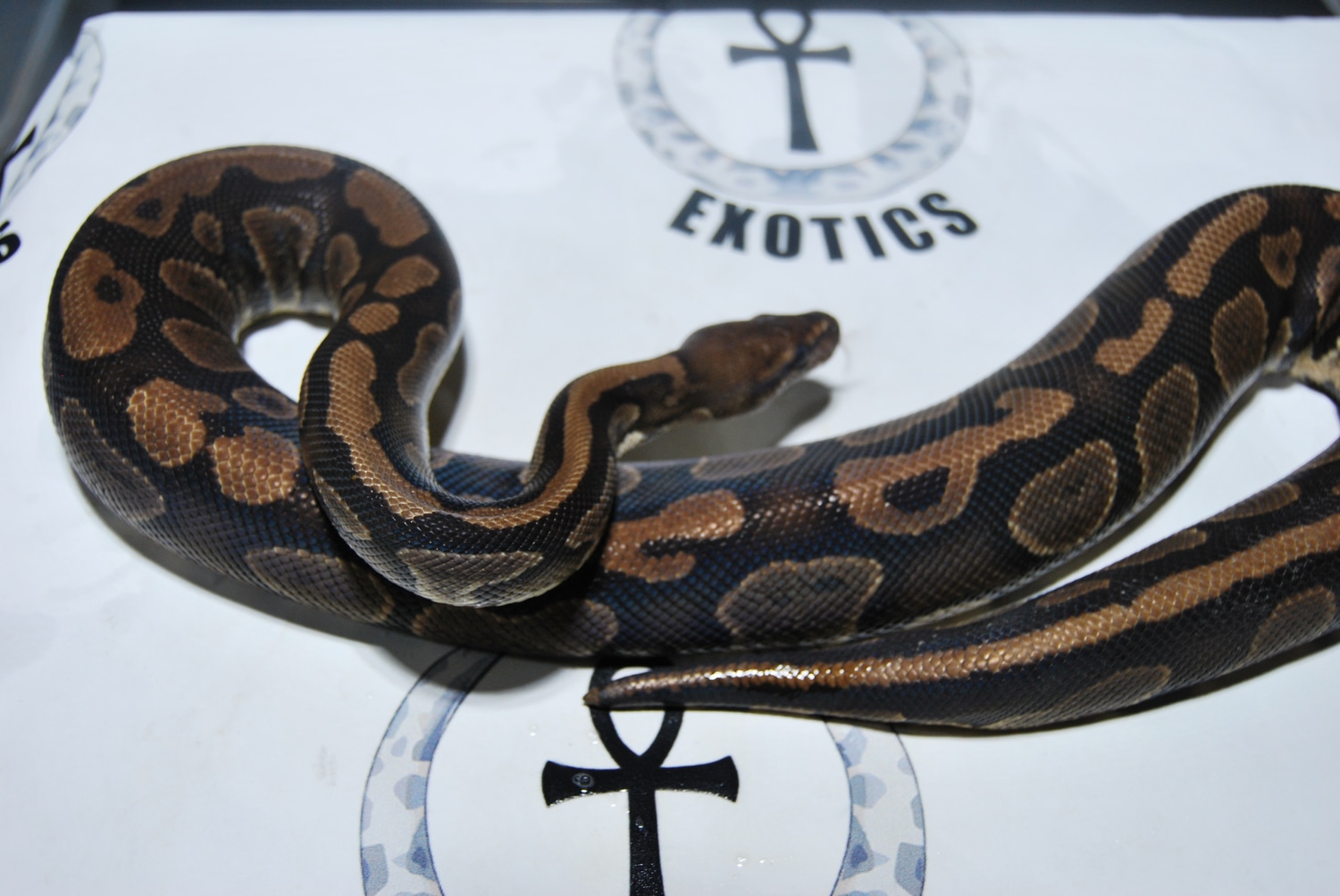 Mahogany Ball Python by Eternal Exotics - MorphMarket