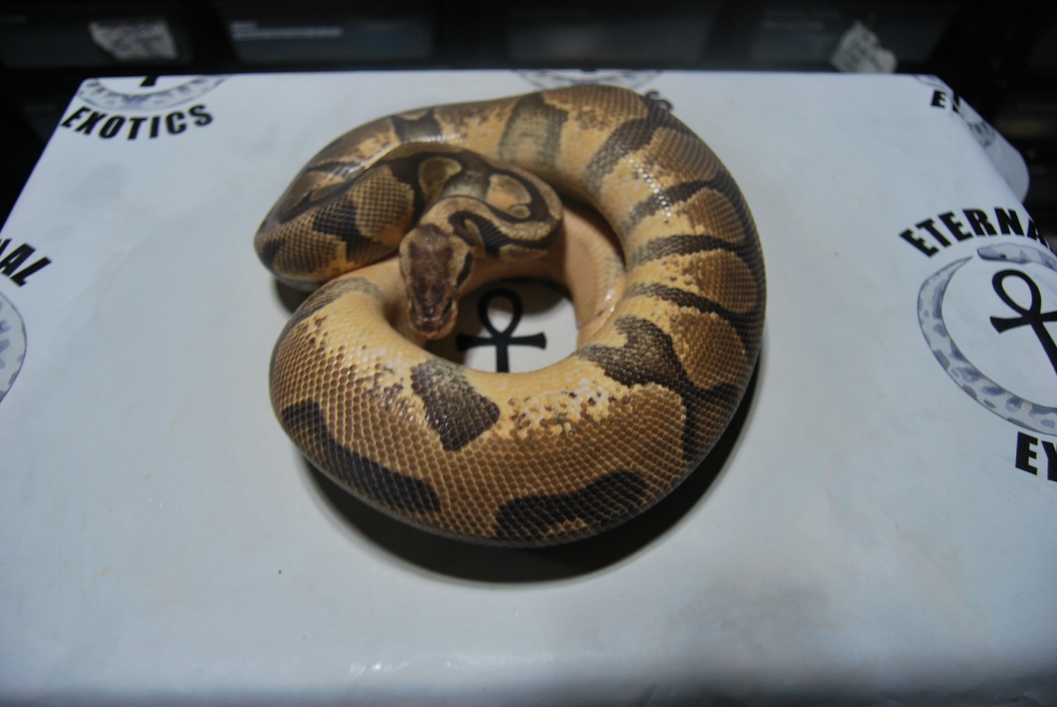 Pastel Enchi Ball Python by Eternal Exotics - MorphMarket