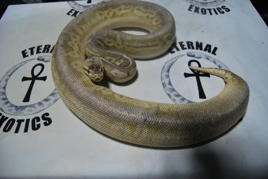 Hypo Sterling Ball Python by Eternal Exotics