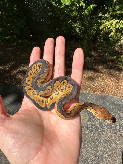 Wookie Clown Ball Python by Clutch Bros Ball Pythons