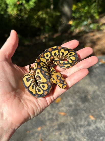 Spotnose Redstripe Yellow Belly Clown Ball Python by Clutch Bros Ball ...