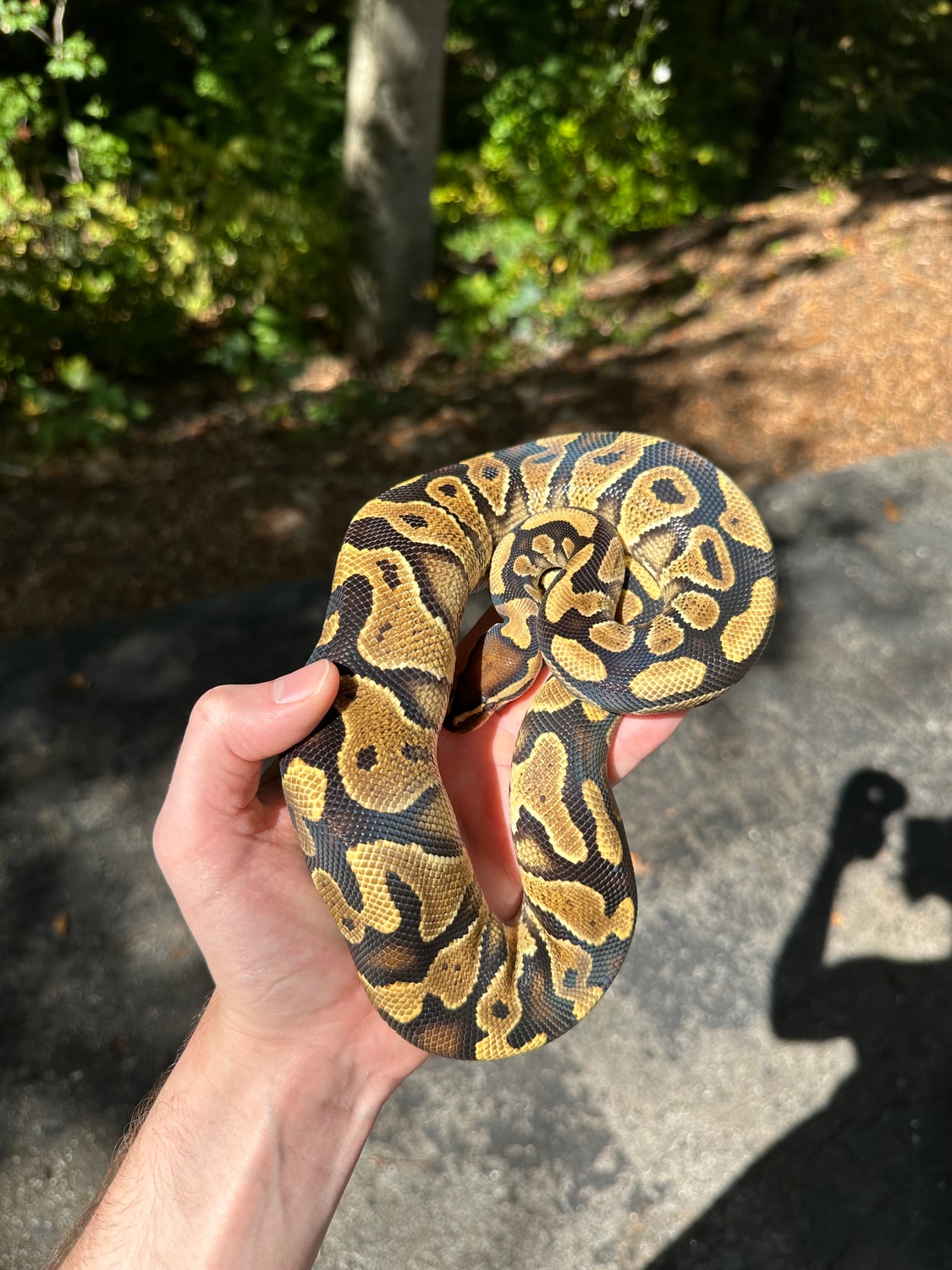 Yellow Belly Het Clown Ball Python by Clutch Bros Ball Pythons - MorphMarket