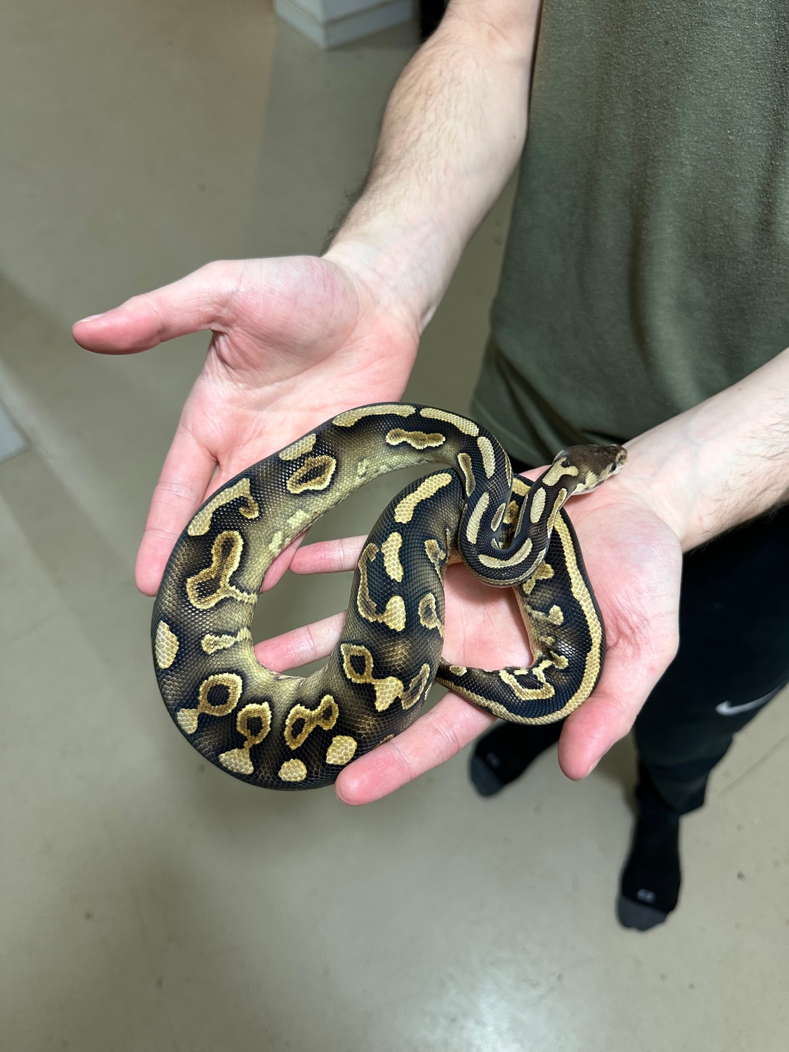 Wookie Black Pastel YB Het Clown Ball Python by Clutch Bros Ball ...