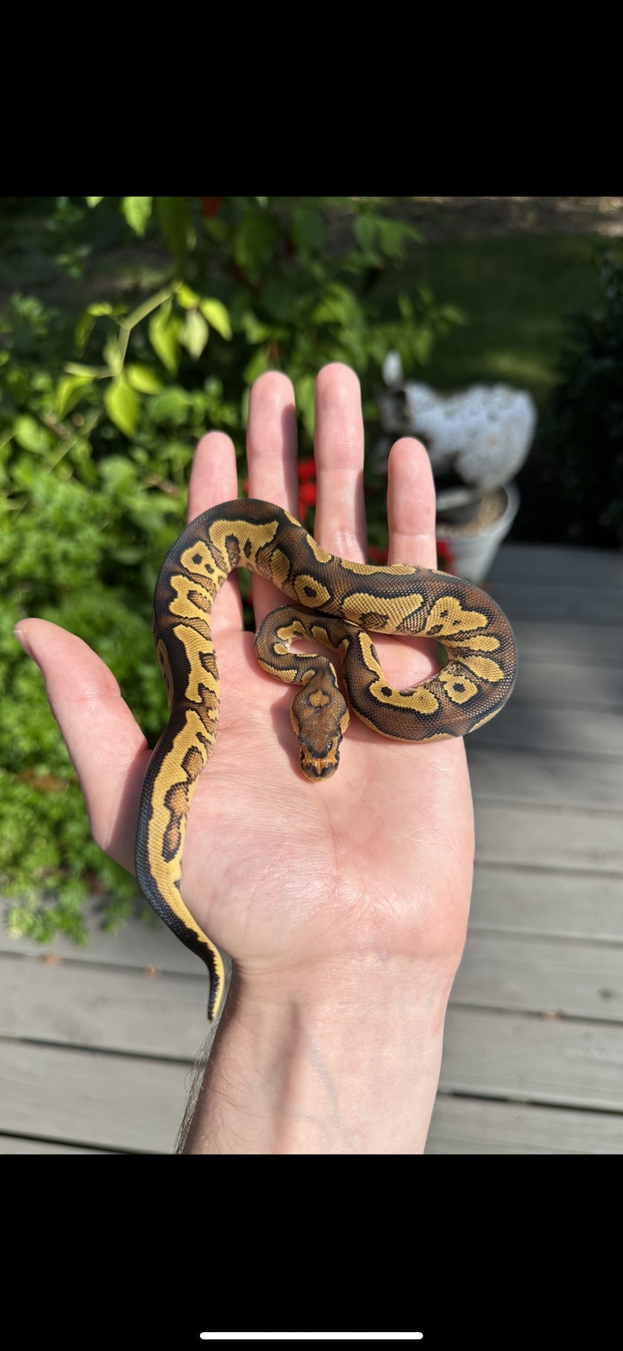 Wookie Redstripe Yellow Belly Clown Ball Python by Clutch Bros Ball ...