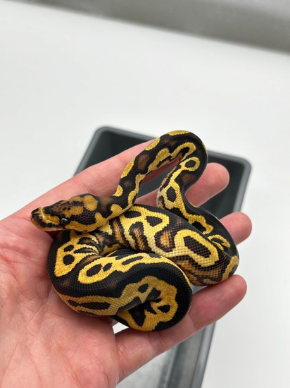 Orange Dream Yellow Belly Clown Dbl Het DG Pied Ball Python by Clutch ...