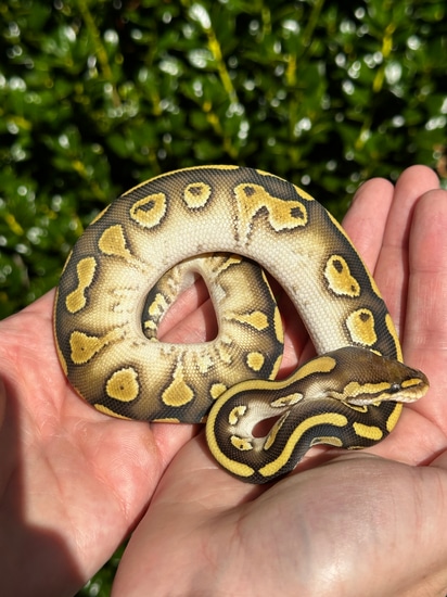 Wookie Lesser Het Clown Ball Python by Clutch Bros Ball Pythons