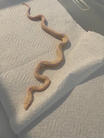 Sharp Snow Boa Constrictor by Lis