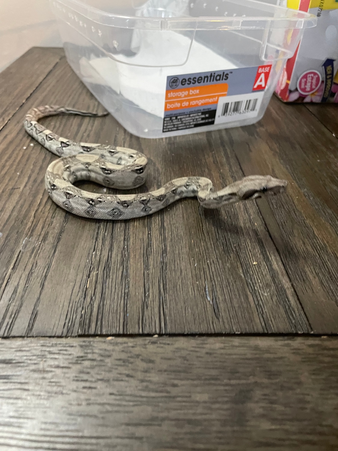 T1 Anery 66%het Sharp Snow Boa Constrictor by Lis - MorphMarket