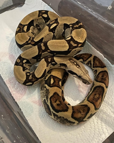 Jungle 66%het Sharp Snow Boa Constrictor by Lis