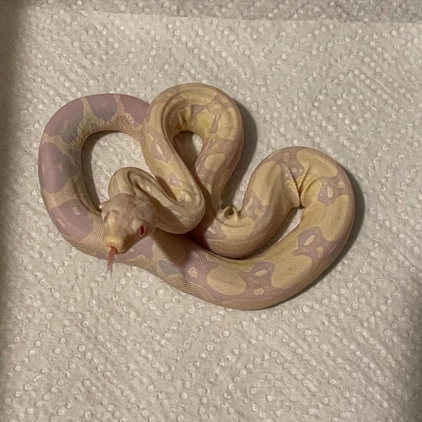 Sharp Snow Boa Boa Constrictor by Lis - MorphMarket