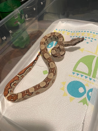 Jungle 66%het Sharp Snow Boa Constrictor by Lis