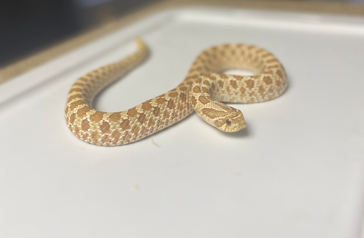 Adult Male Toffee Belly Ph Axanthic Western Hognose by EAscales ...