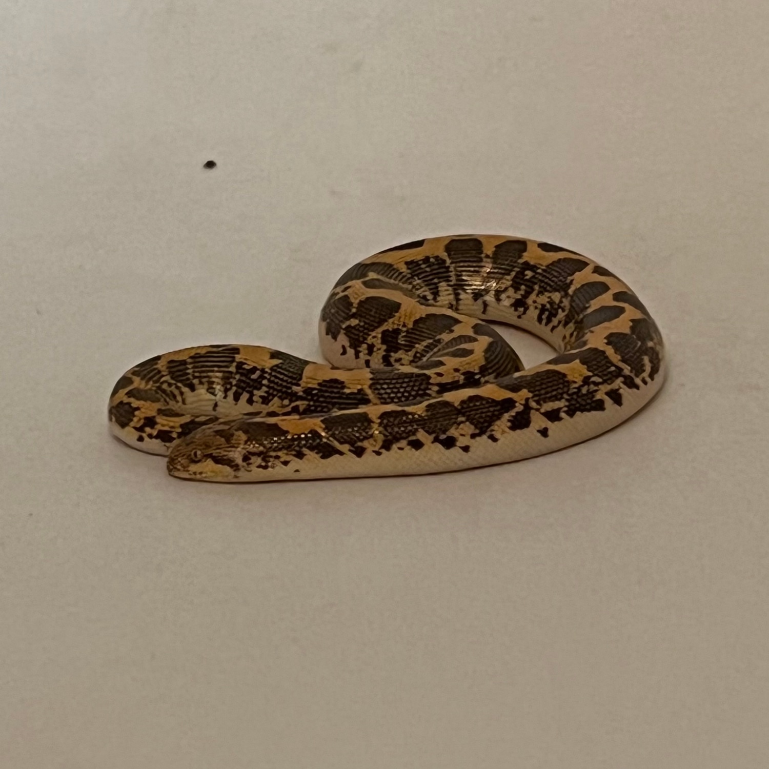 Normal Het Paradox Albino Sand Boa Kenyan Sand Boa by EAscales ...