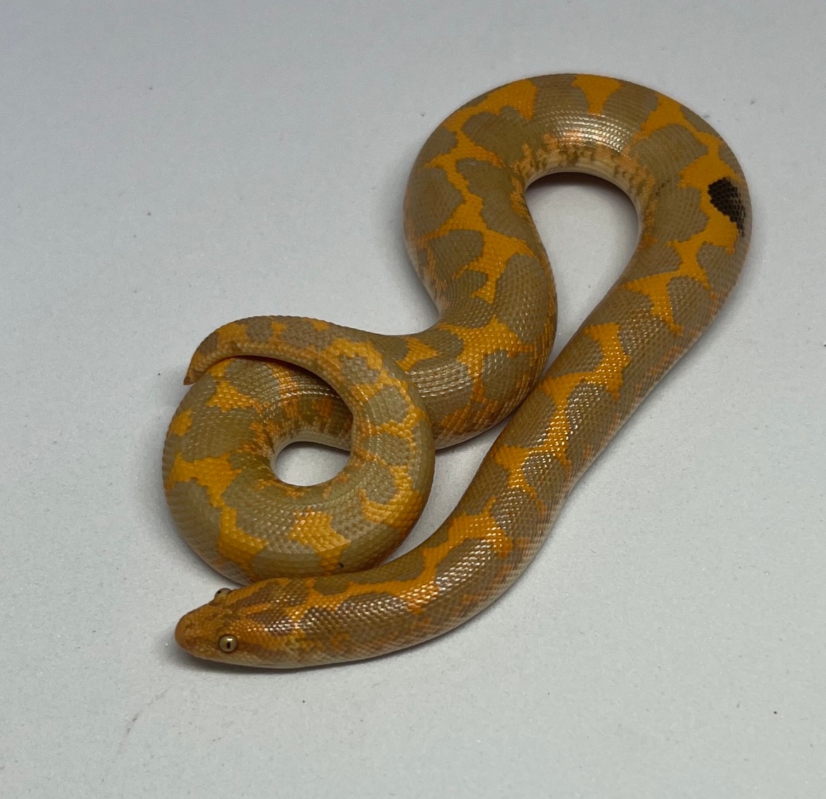 50% Off Paradox Albino Sand Boa Kenyan Sand Boa by EAscales - MorphMarket