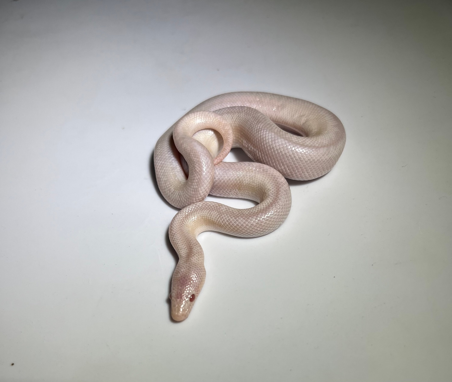 Male Coastal/Limburg Snow Rosy Boa by EAscales - MorphMarket