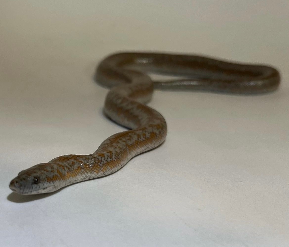 Female Subadult Coastal Het Albino Rosy Boa by EAscales - MorphMarket