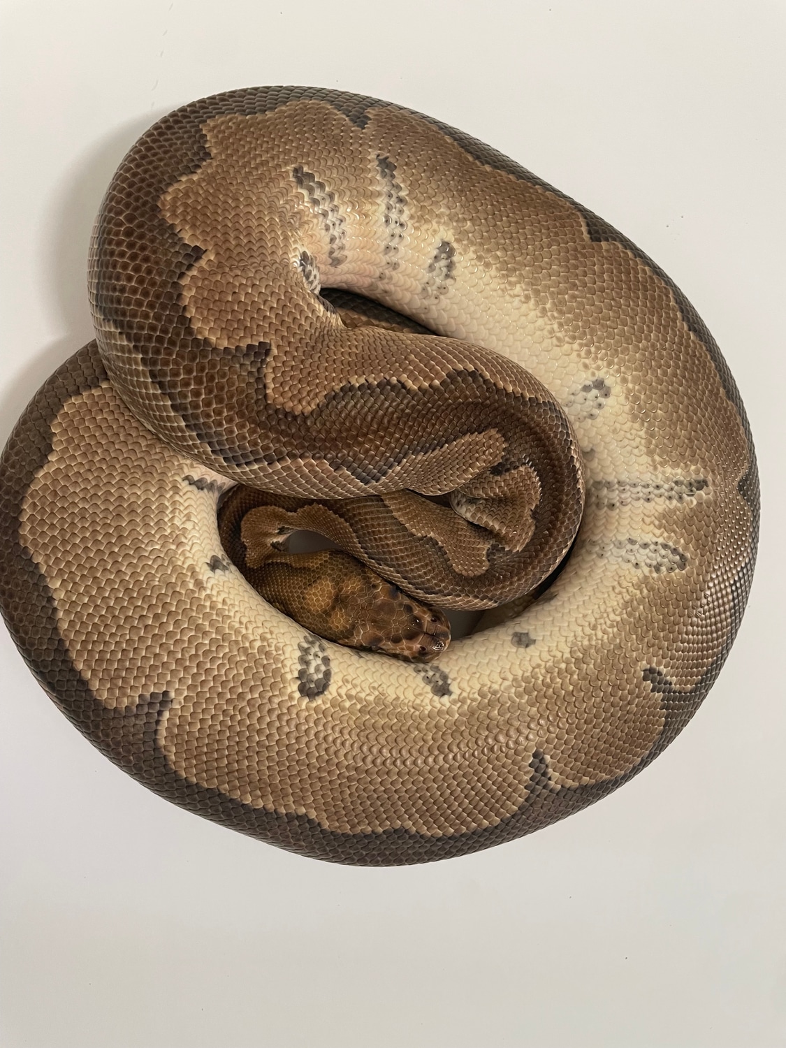 Blade Motley Clown Ball Python by Scale & Bones Reptile co. - MorphMarket