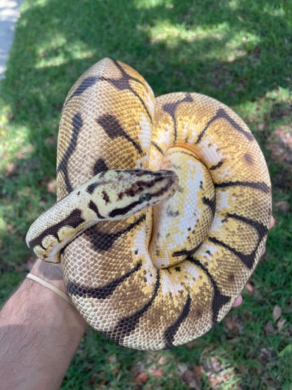 Bumblebee Ball Python by Scale & Bones Reptile co.