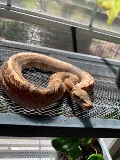 2021 Bamboo Burmball Ball Python by Atl Serpents