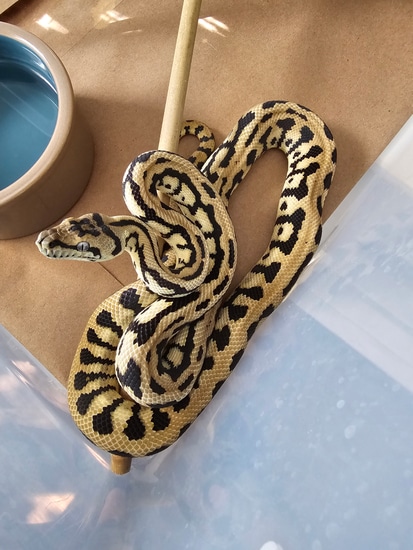Jag Tiger Other Carpet Python by Herpmerchant