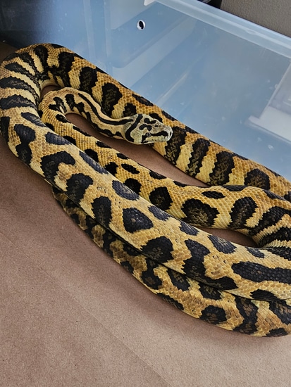 Jungle Jag RTB Other Carpet Python by Herpmerchant
