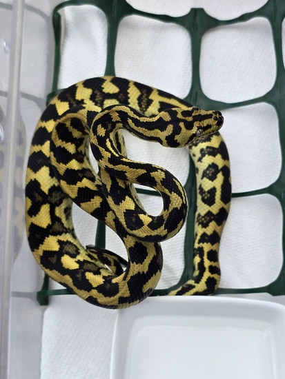 Jungle Jag Sibling Other Carpet Python by Herpmerchant
