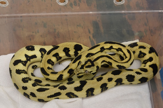 Jungle Jag TIger Other Carpet Python by Herpmerchant