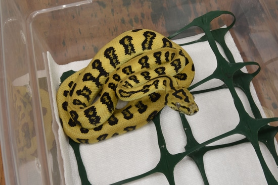 Jungle Jag TIger Other Carpet Python by Herpmerchant