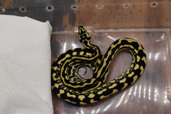 Jungle Jag Sibling Other Carpet Python by Herpmerchant