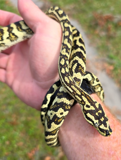 Carpondro 25% Other Carpet Python by Herpmerchant