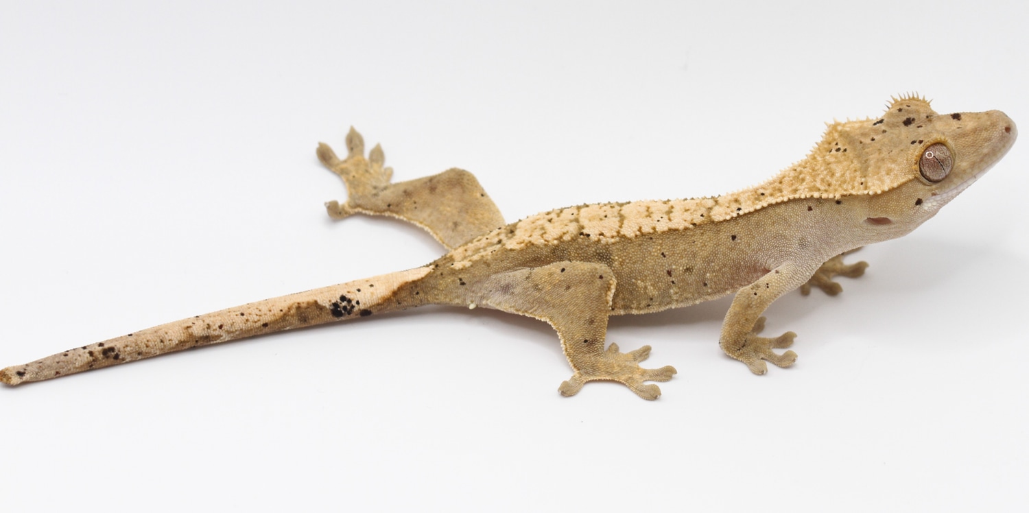 Yellow Dalmation Crested Gecko by Euphoria Exotics - MorphMarket