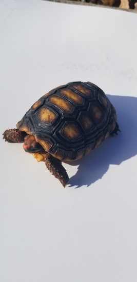 Cherry Head Tortoise Red-Footed Tortoise by Wicked Monkey Morphs
