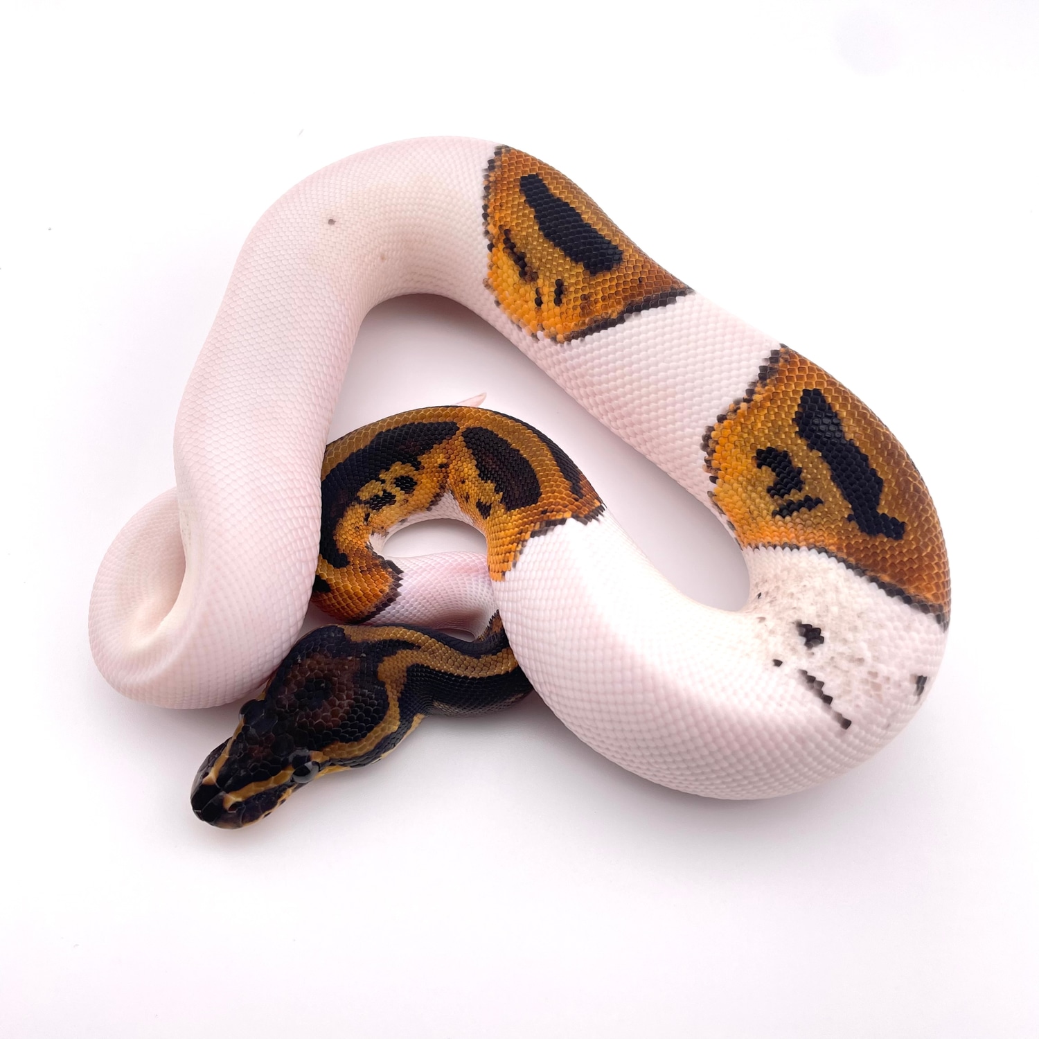 Leopard Pied Het Clown (Paradox) Ball Python by Fortune | Reptiles ...