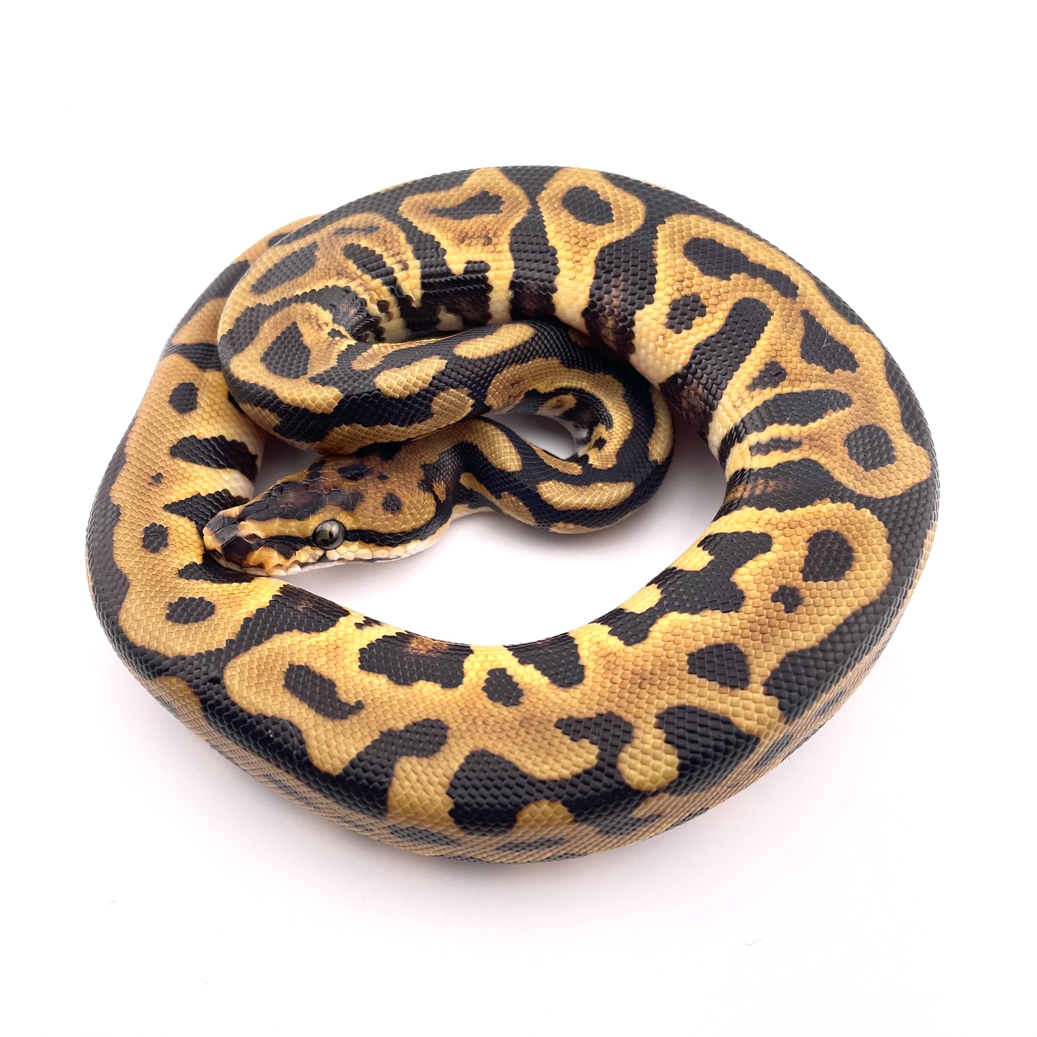 Leopard Spotnose Pos Het Clown Ball Python by Fortune | Reptiles ...