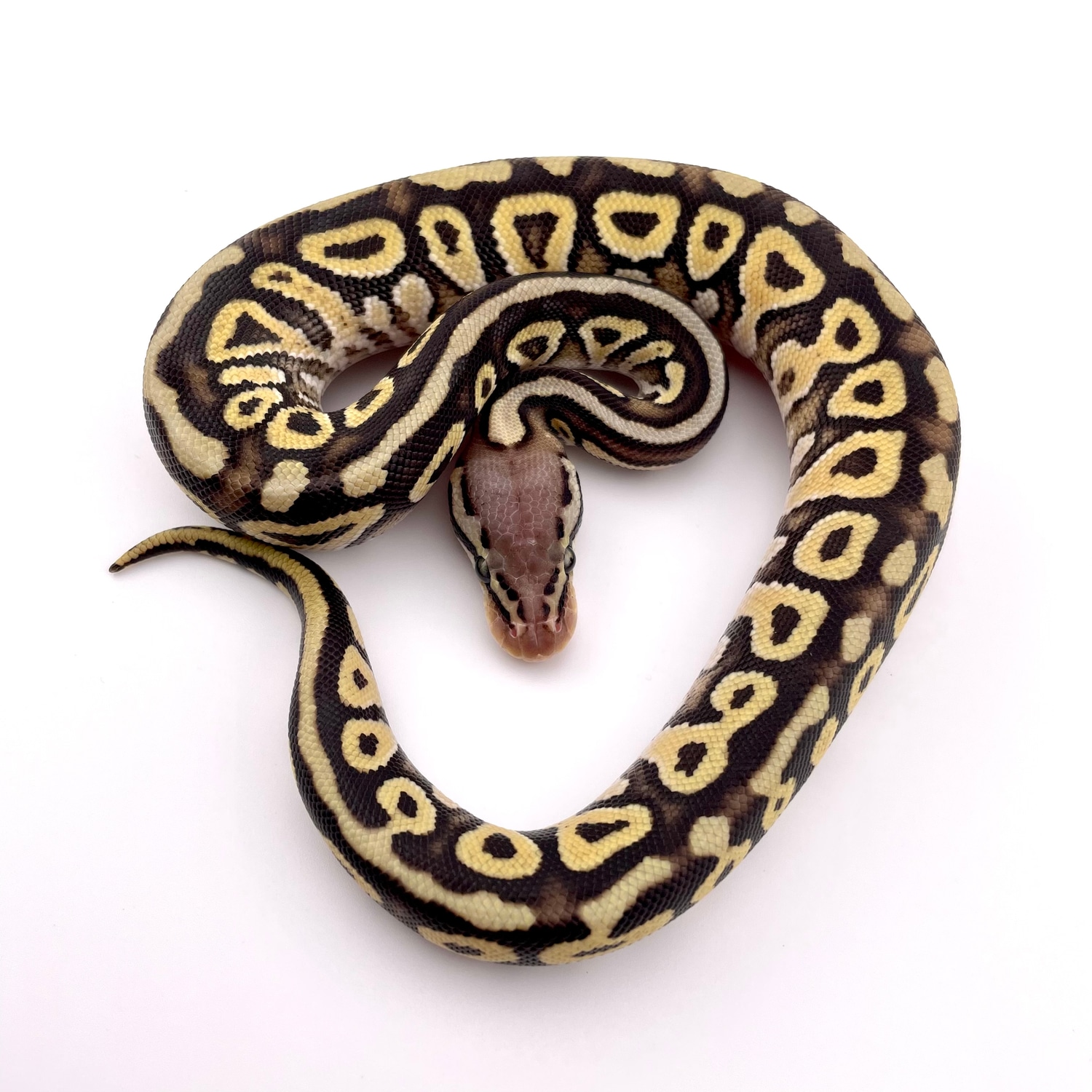 Pastel Spotnose Mojave Pos Het Clown Ball Python by Fortune | Reptiles ...