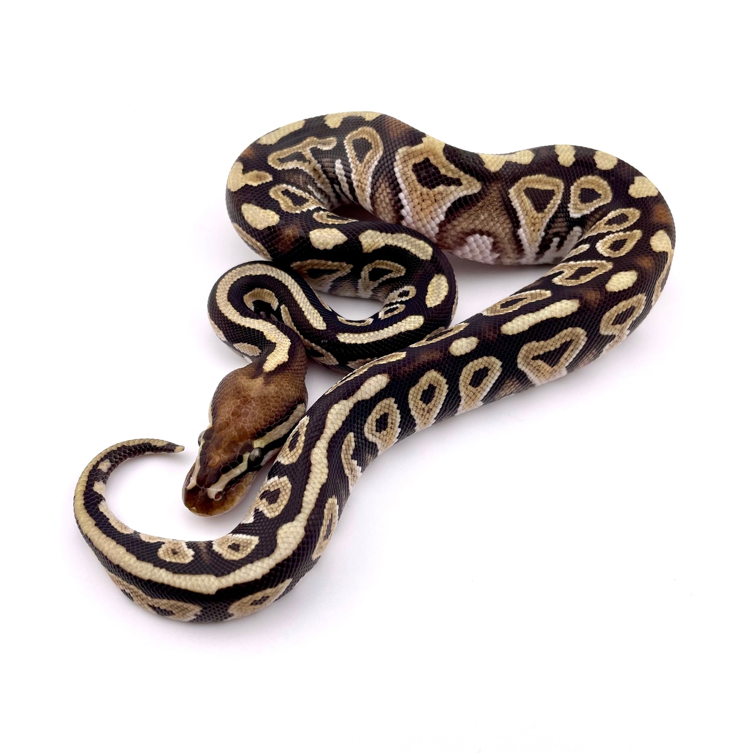 Mojave Spotnose Pos Het Clown Ball Python by Fortune | Reptiles ...