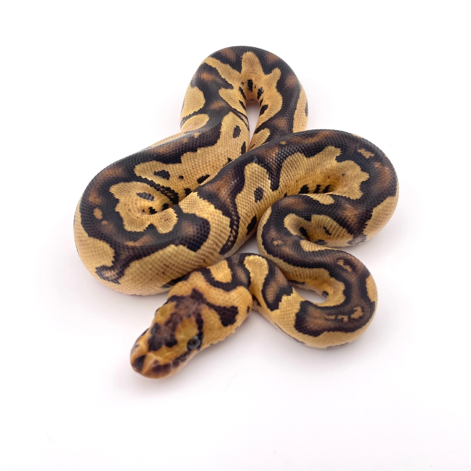 Red Stripe Clown Ball Python by Fortune | Reptiles - MorphMarket