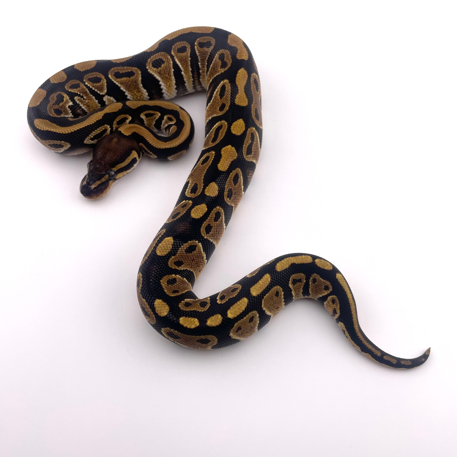 Het Pied Het Clown Ball Python by Fortune | Reptiles - MorphMarket