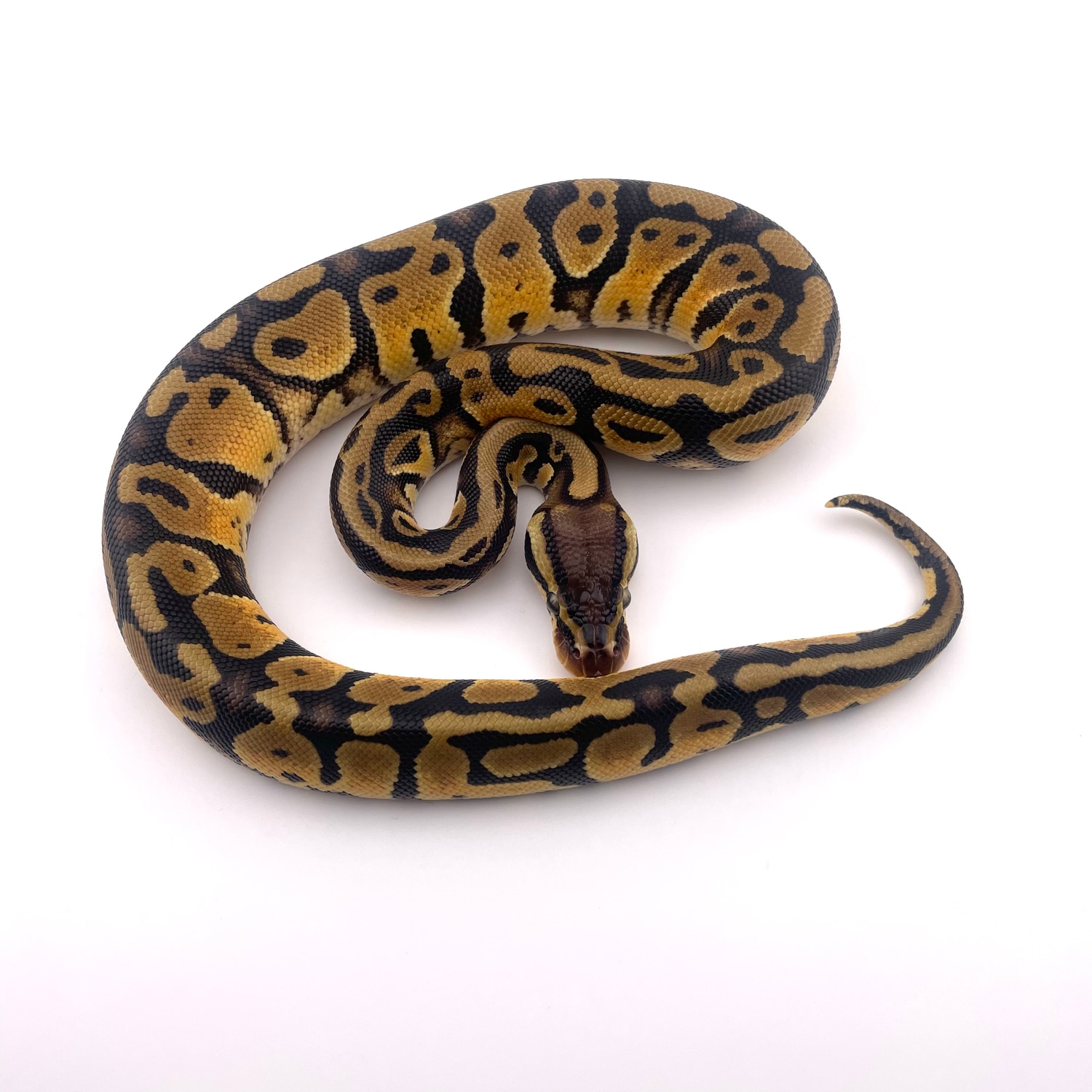 Pastel Het Pied Het Clown Ball Python by Fortune | Reptiles - MorphMarket