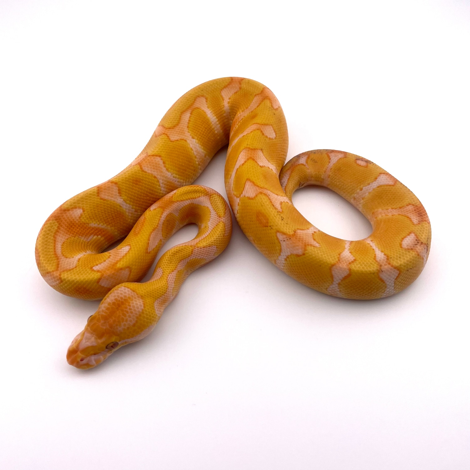 Enchi Lavender Albino Ball Python by Fortune | Reptiles - MorphMarket