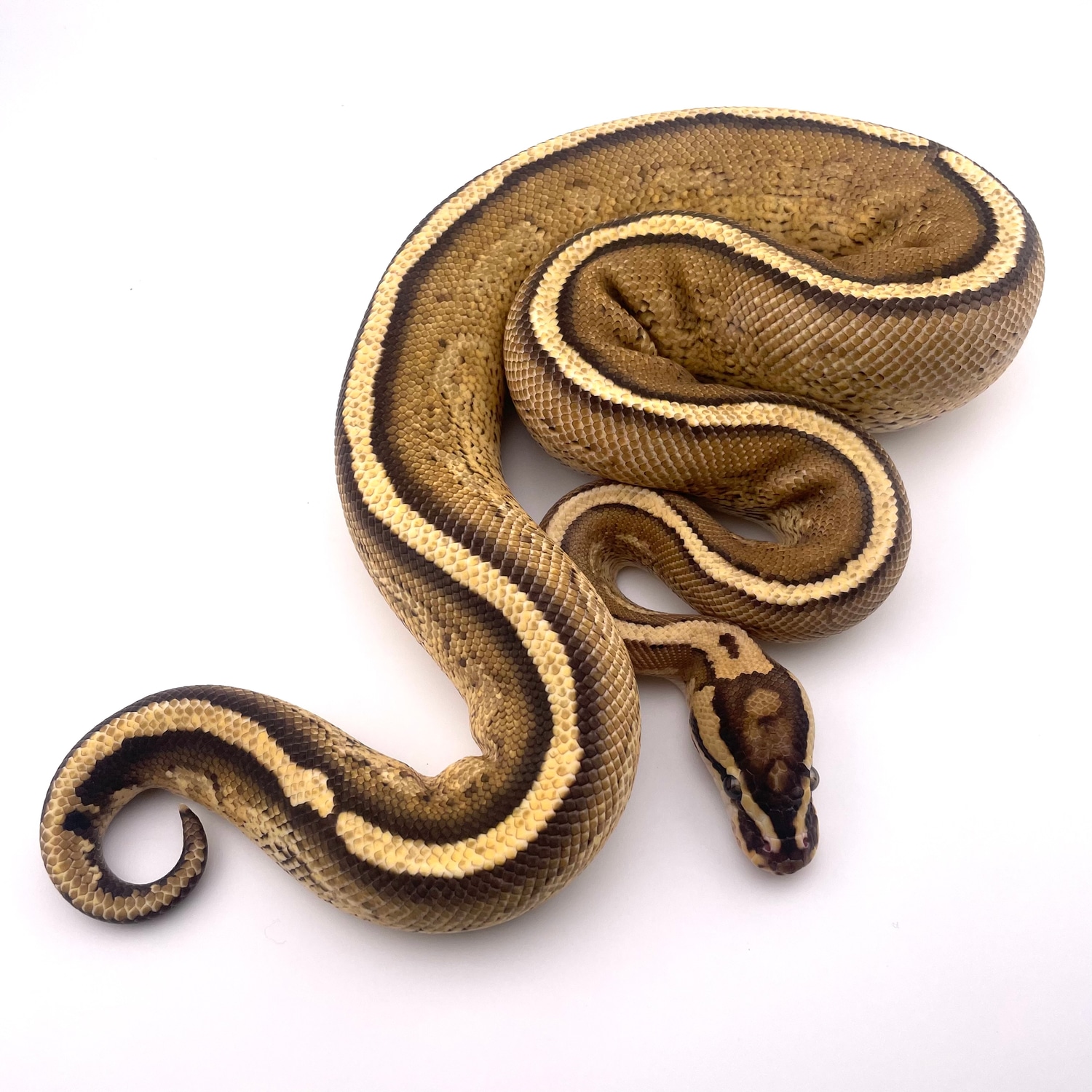 Super Stripe Ball Python by Fortune | Reptiles - MorphMarket