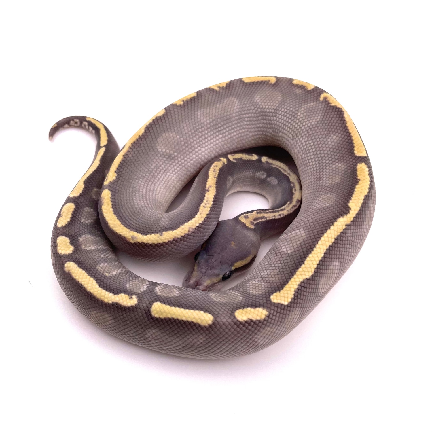 Ghi Mojave Ghost Ball Python by Fortune | Reptiles - MorphMarket