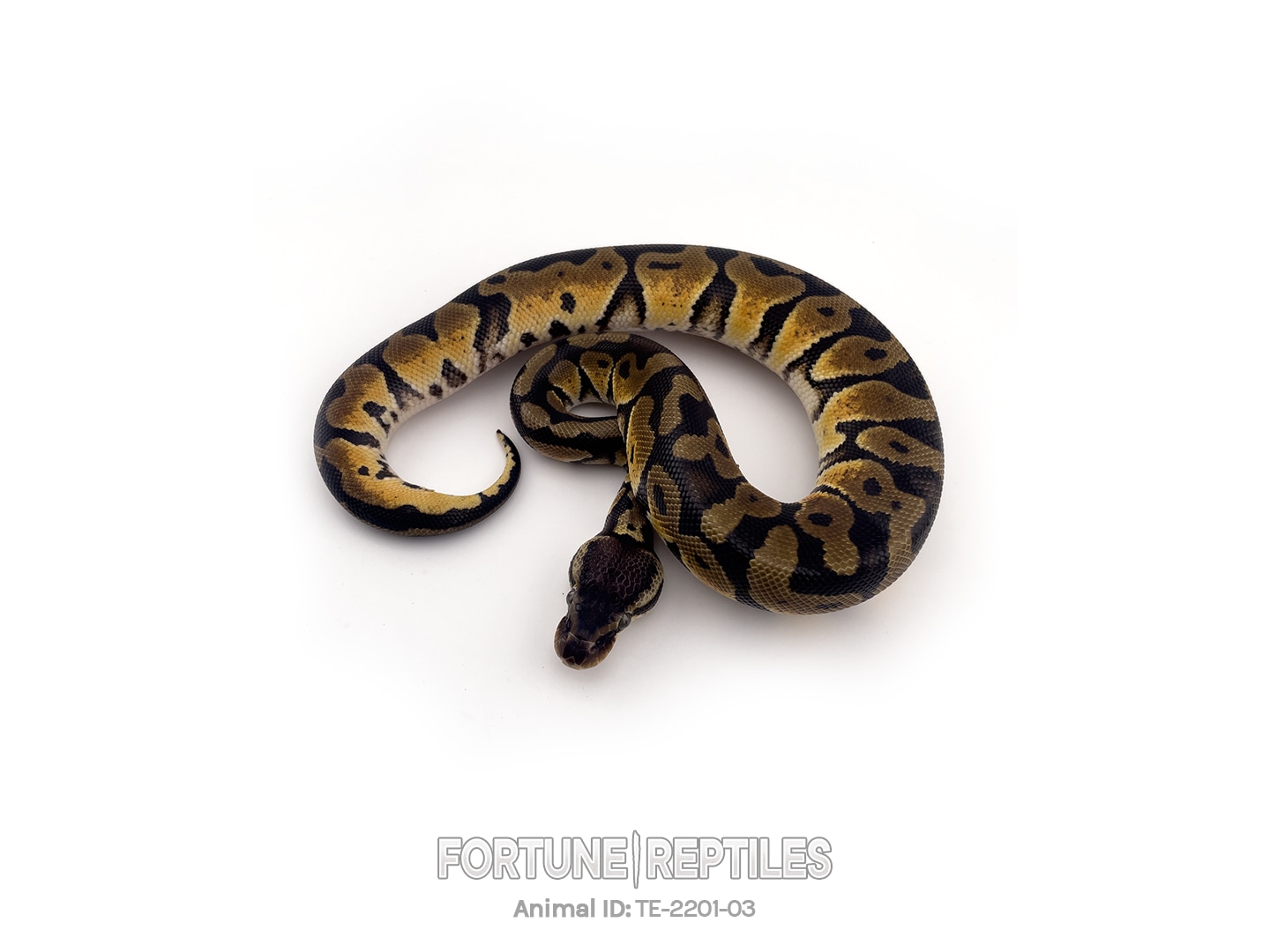 Pastel Het Desert Ghost Ball Python by Fortune | Reptiles - MorphMarket