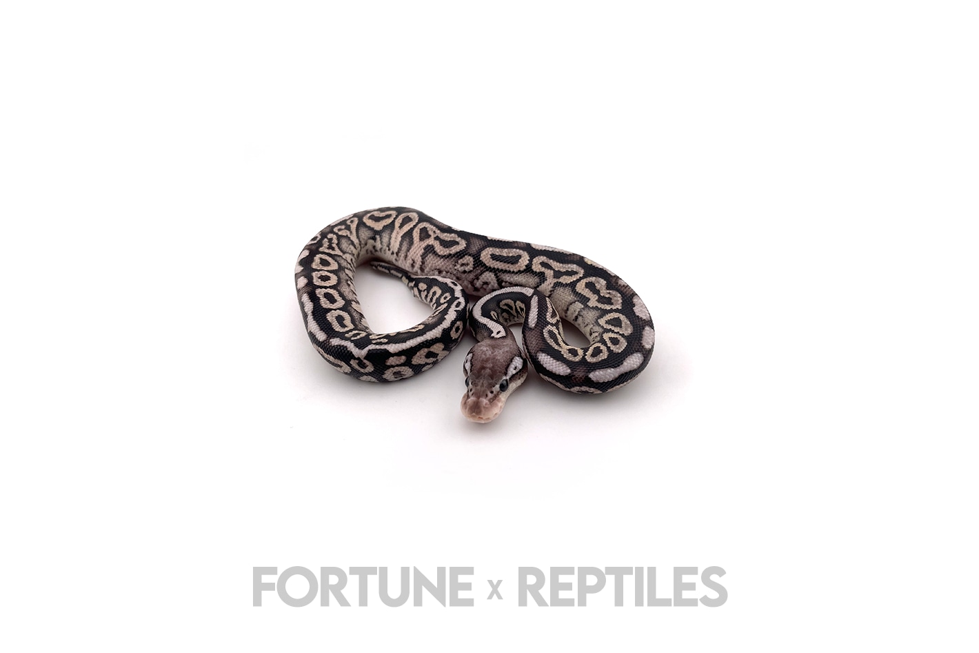 Pewter Spotnose Het Desert Ghost 50% Het Clown Ball Python by Fortune ...