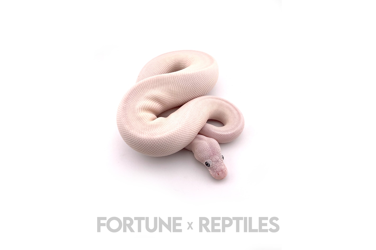 Blue Eyed Lucy (Moj Les) Pastel Het Desert Ghost Ball Python by Fortune ...